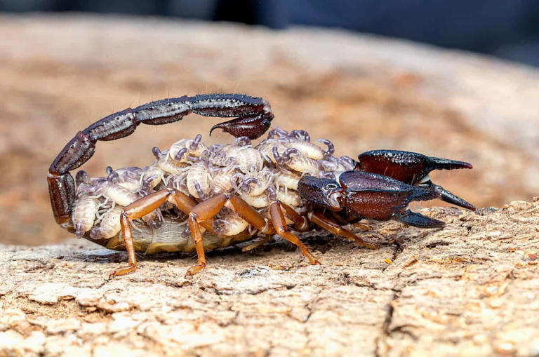 Scorpions Have Survived on Earth Since Before Trees Even Existed