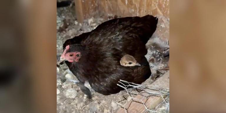 Mother Hen Raises a Giant Baby, Never Realizing She’s Different