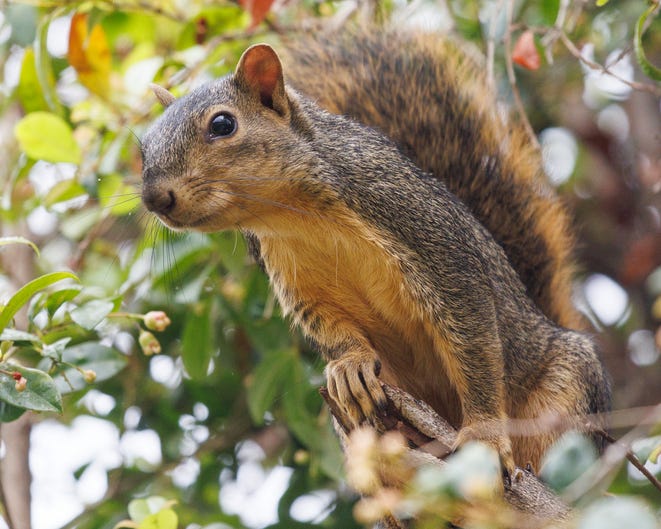 Aggressive squirrel sends multiple people to the hospital and keeps ...