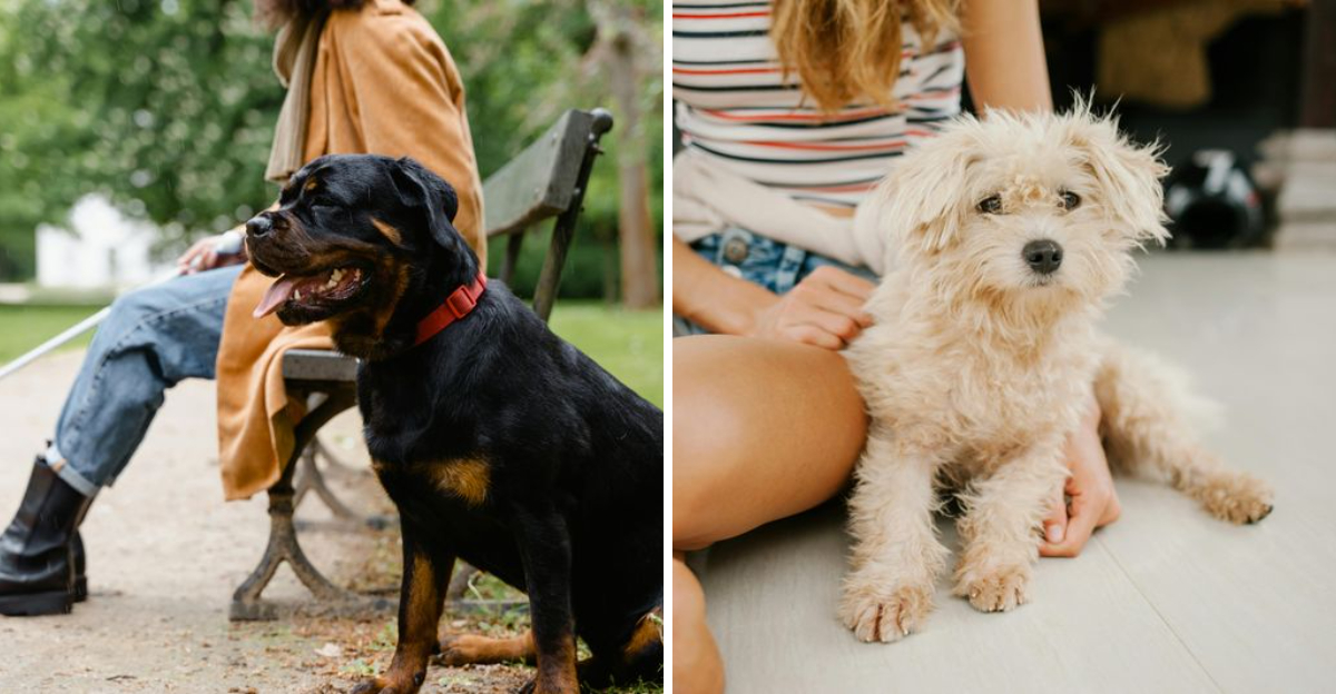 15 Dog Breeds That Read Your Mood Better Than Your Friends