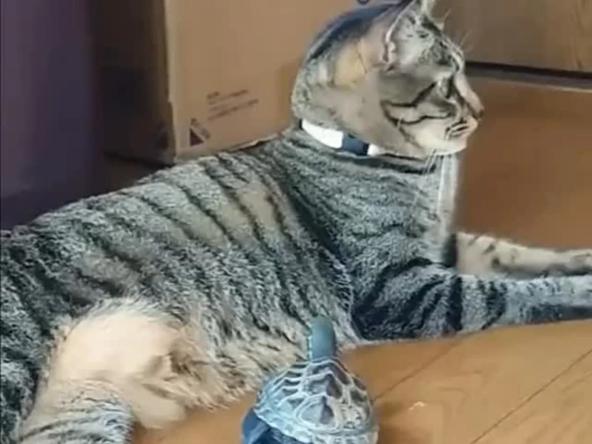 Jabuti insiste em provocar gato e cena vira sucesso nas redes sociais