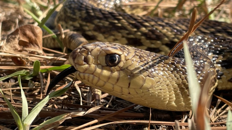 Man pleads guilty to trafficking endangered snakes across state lines