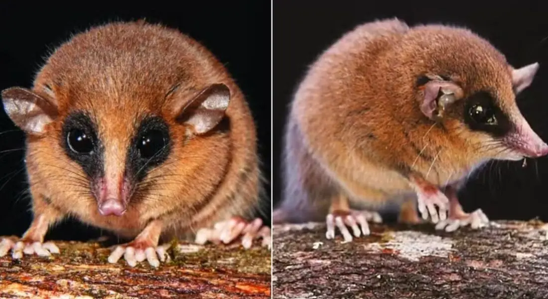 Cientistas descobrem nova espécie de marsupial nos Andes peruanos