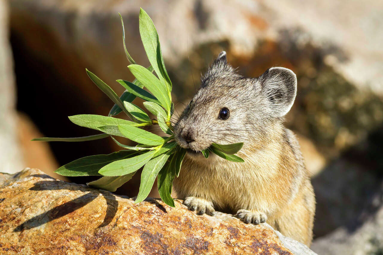 This adorable mammal was supposedly doomed, but it thrives in a ...