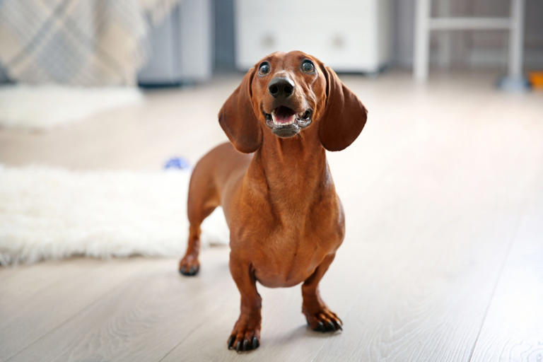 Dachshund Happily Playing Remembers He Has To Bark at Nothing