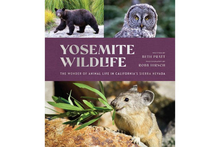 This adorable mammal was supposedly doomed, but it thrives in a ...