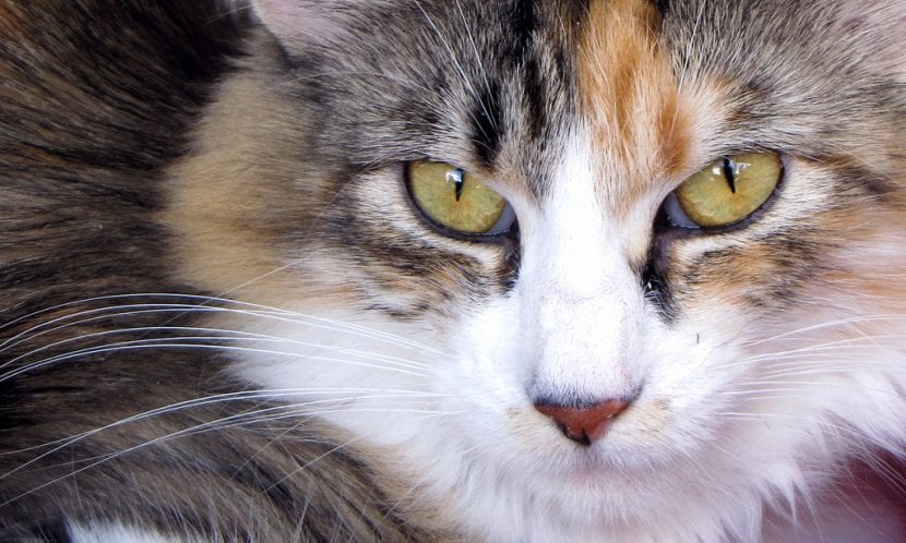 Remedios caseros para parásitos intestinales en gatos: guía completa y ...