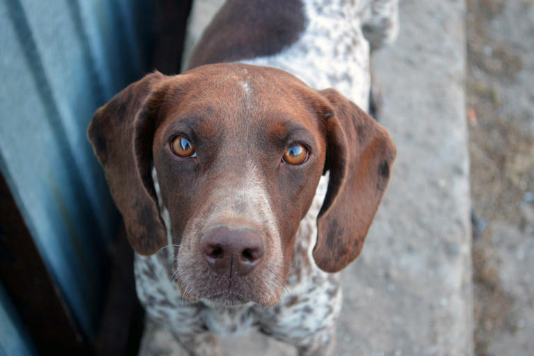German Shorthaired Pointer Mix Listens To Conversation and Wags Only at ...