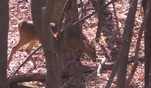 Hemorrhagic disease occurring more often with deer in the Mountain State