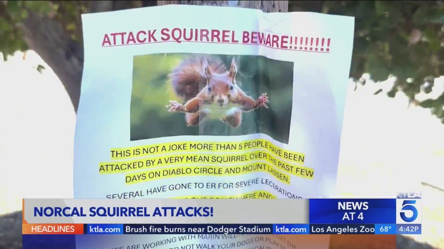 Northern California residents warned of aggressive squirrel attacks