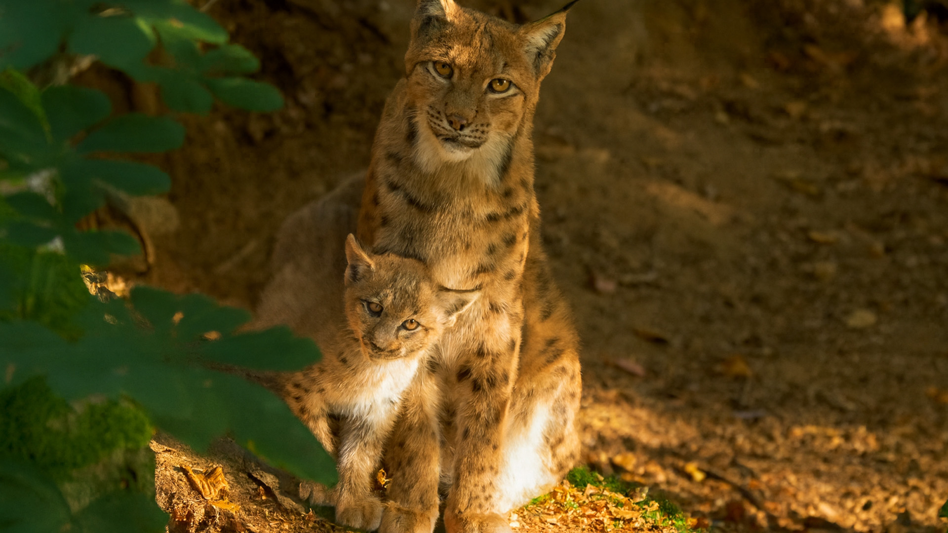 Exploring Nature with Wild Animals