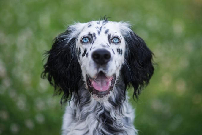 13 Dogs with Blue Eyes That Are Stunning