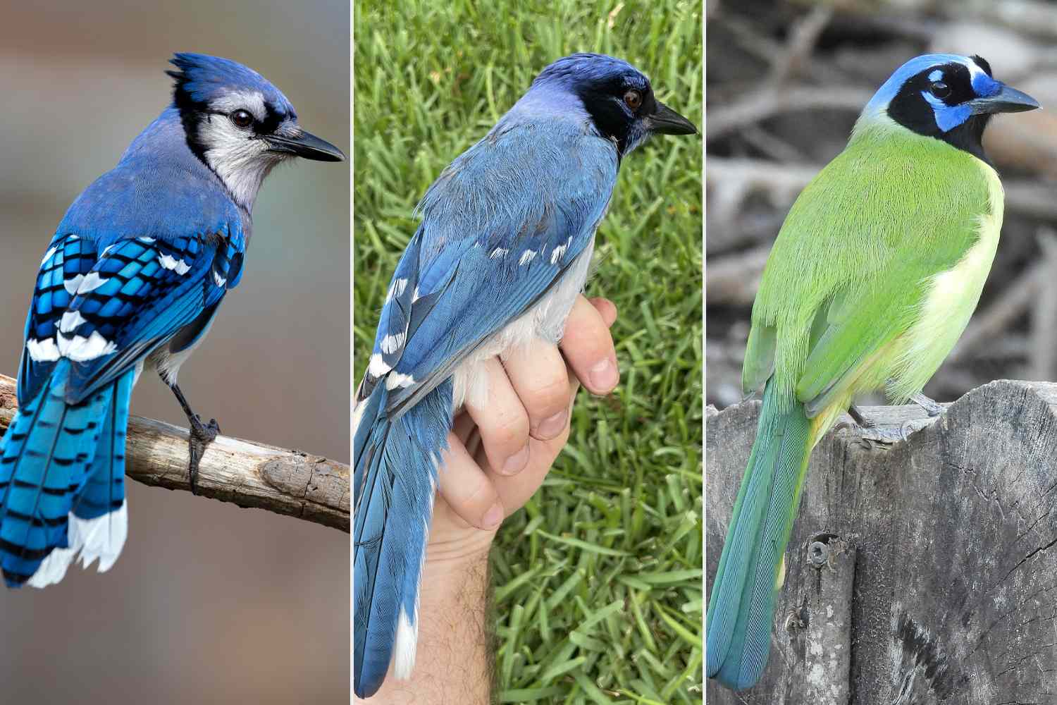 A New, Colorful Hybrid Between a Blue Jay and Green Jay Discovered in ...
