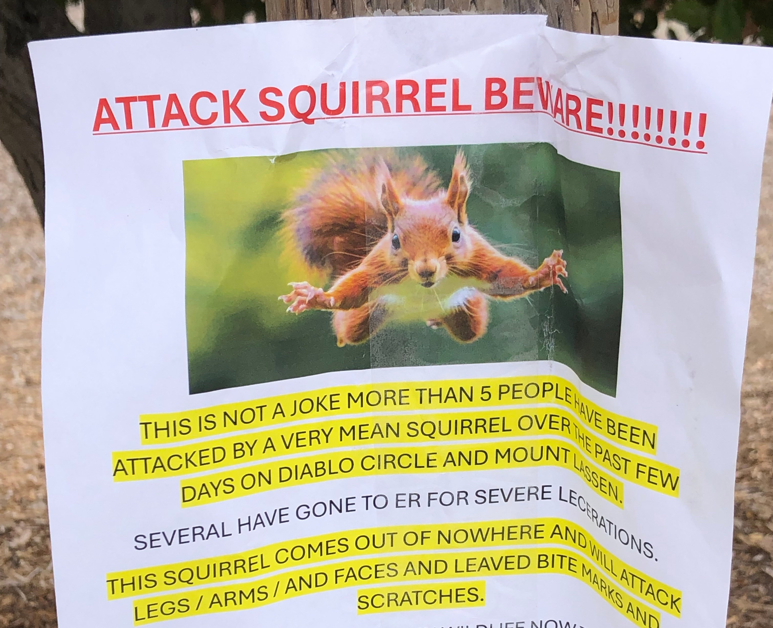 Vicious 'attack squirrel' sends multiple residents to the hospital in ...