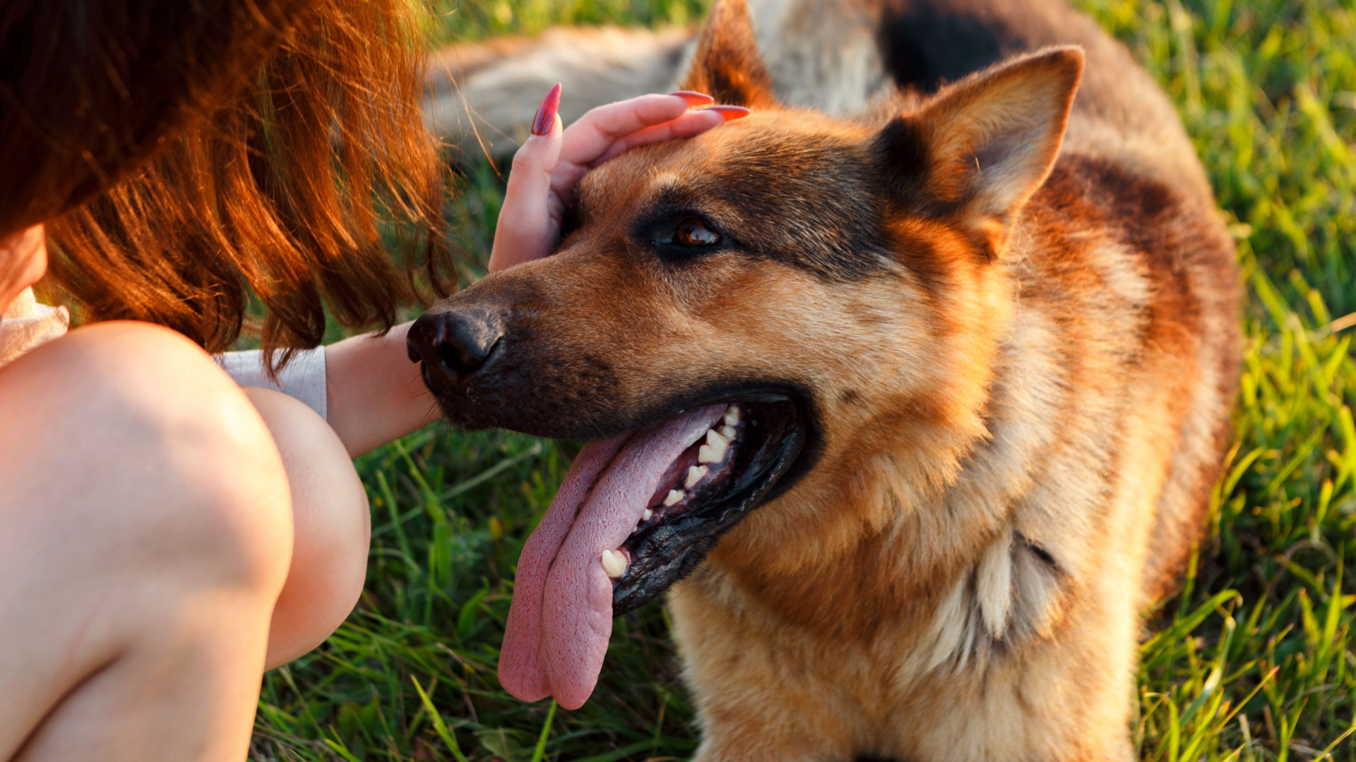 8 Subtle Signs That Your Dog Needs You More Than You Think