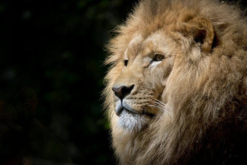 How The Lion King Made Lions More Famous And 10 Fascinating Facts About ...