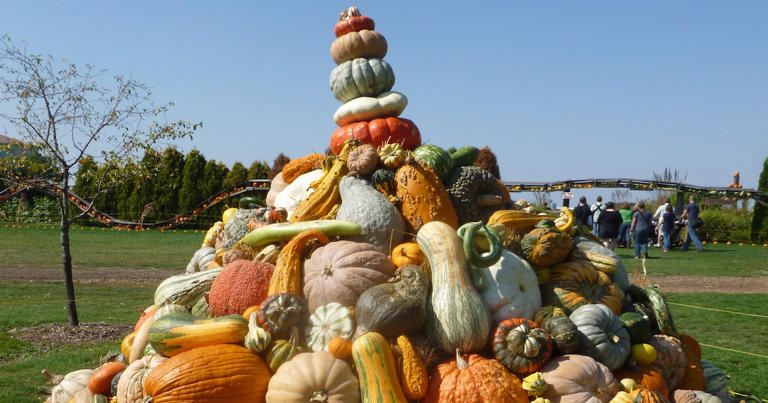 Don't Miss These 10 Perfect Pumpkin Patches in Illinois This Fall
