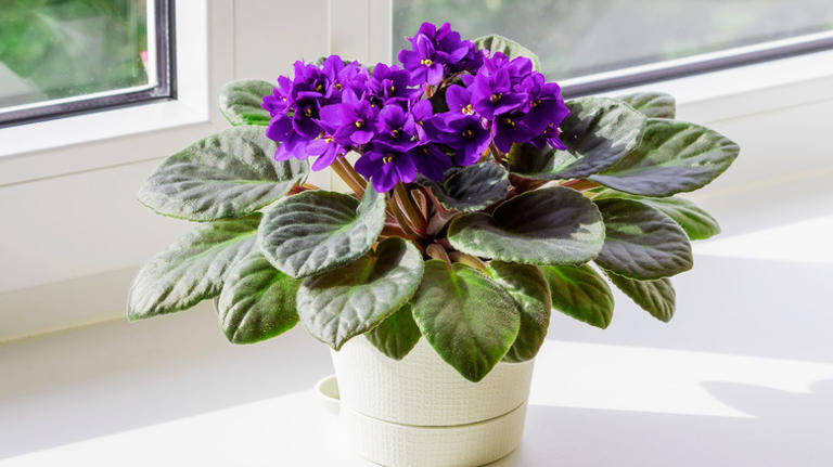 The Beautiful Houseplant You Can Grow Indoors Without Using Any Soil