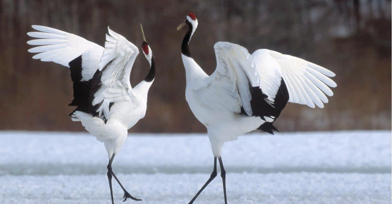 Meet the animal kingdom’s most skilled dance performers