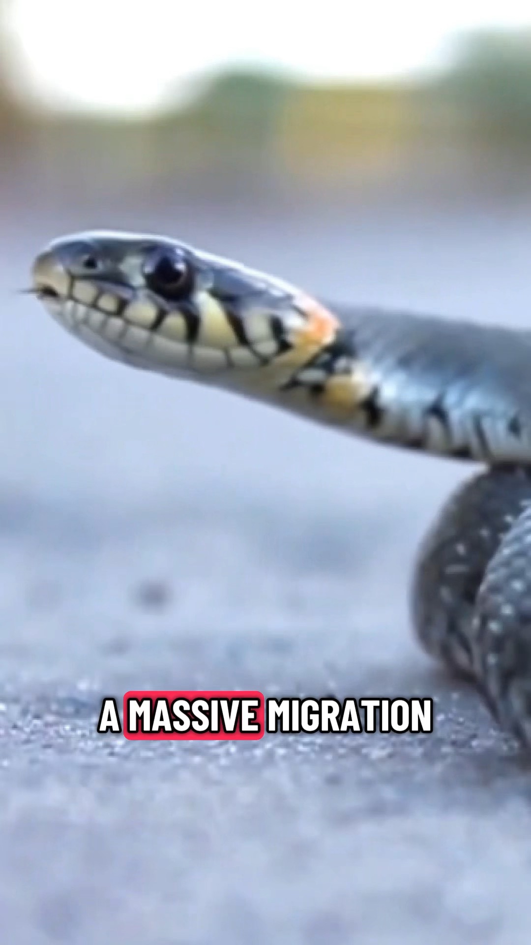 Massive snake migration shuts down Illinois road