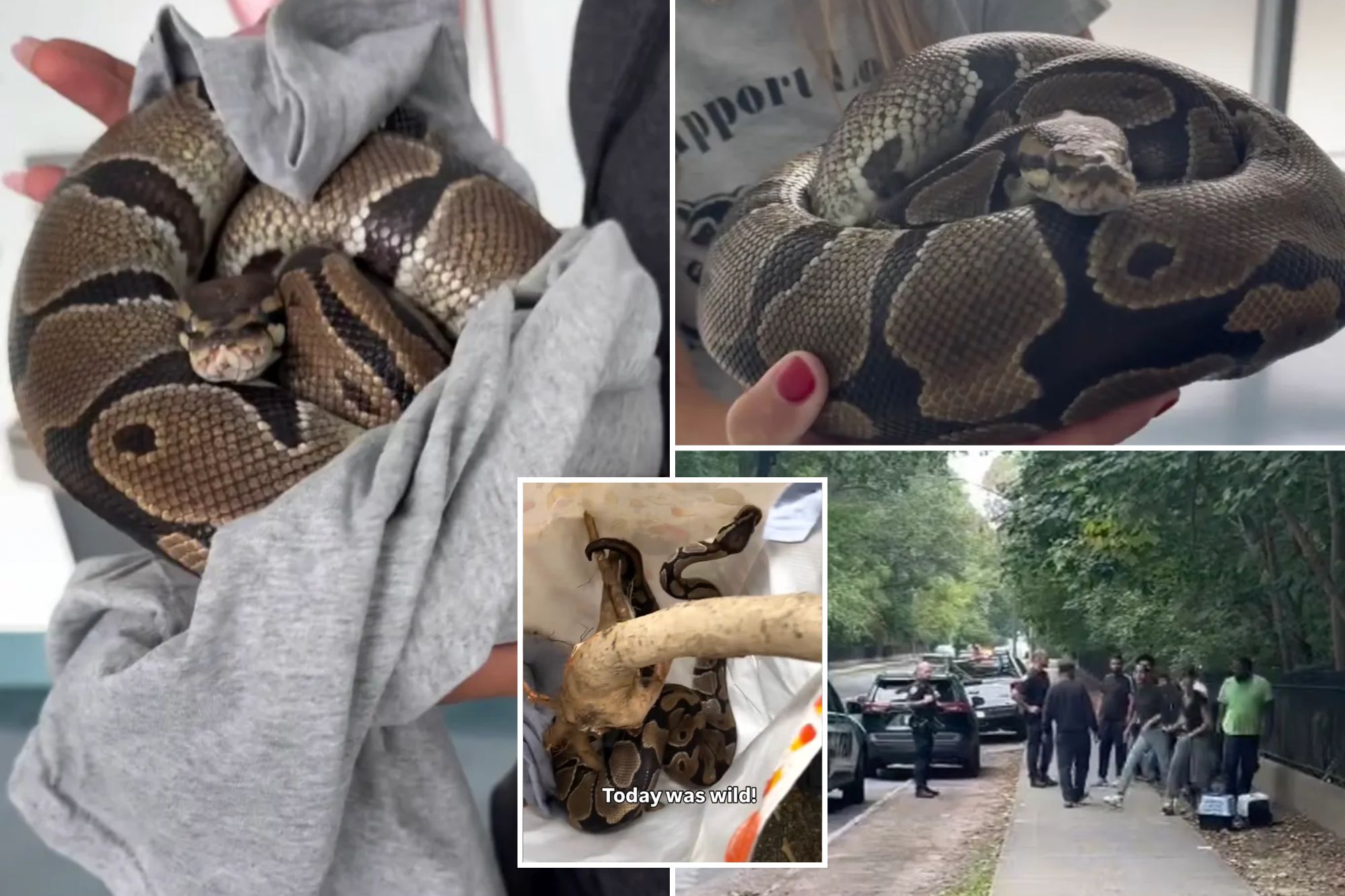 3 massive pythons found slithering through NYC park – with one rescued ...