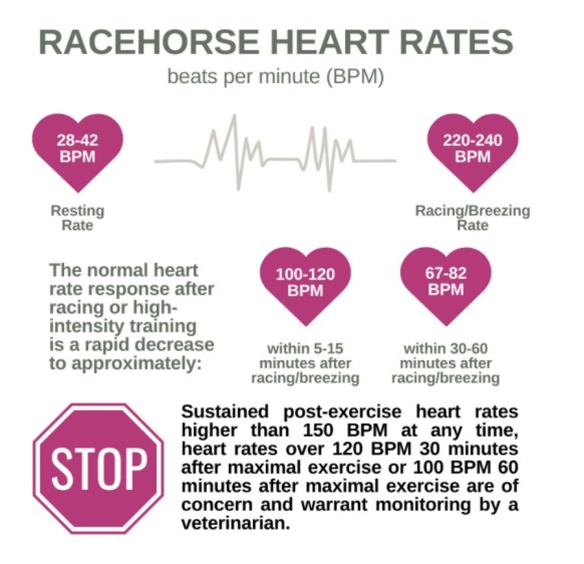 HISA: New Findings Released On Exercise-Associated Sudden Death