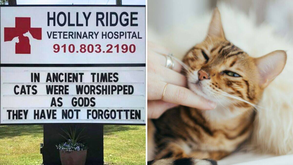 25 Hilarious cat jokes straight outta the vet's office