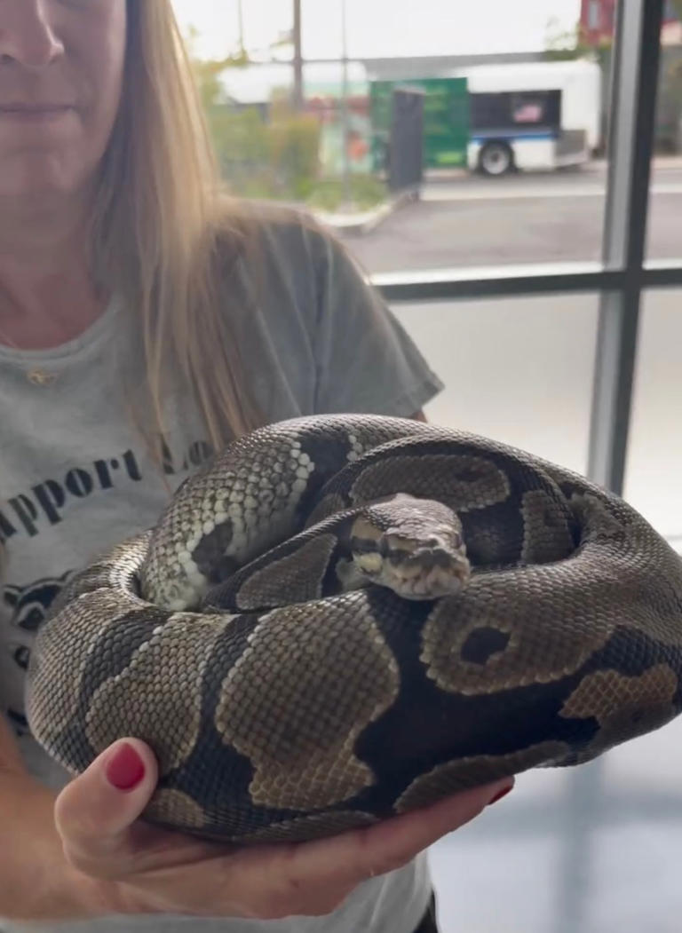 3 massive pythons found slithering through NYC park – with one rescued ...