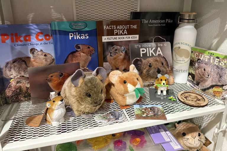 This adorable mammal was supposedly doomed, but it thrives in a ...