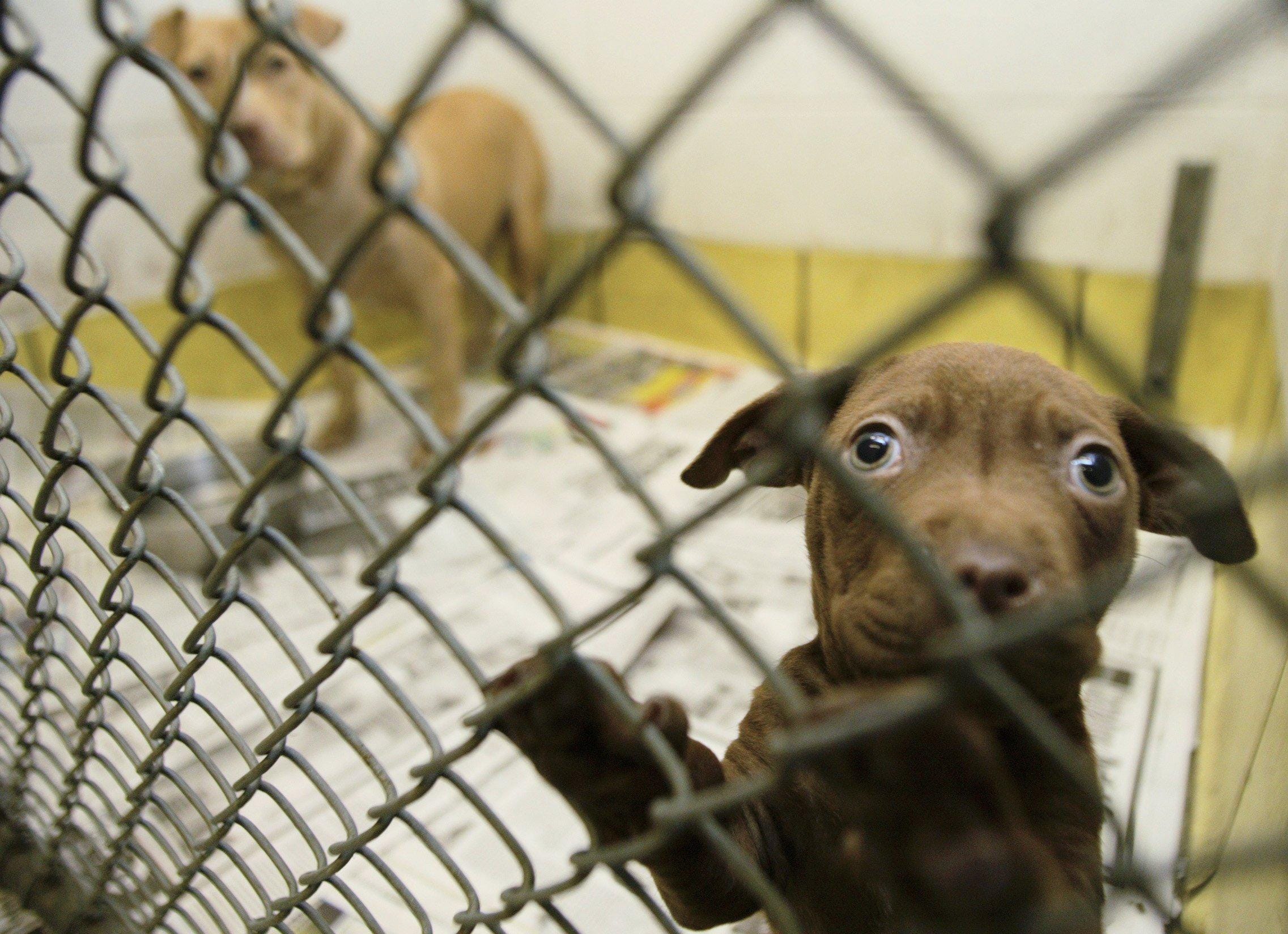 Central Jersey pet stores facing fines for violating the Pet Purchase ...
