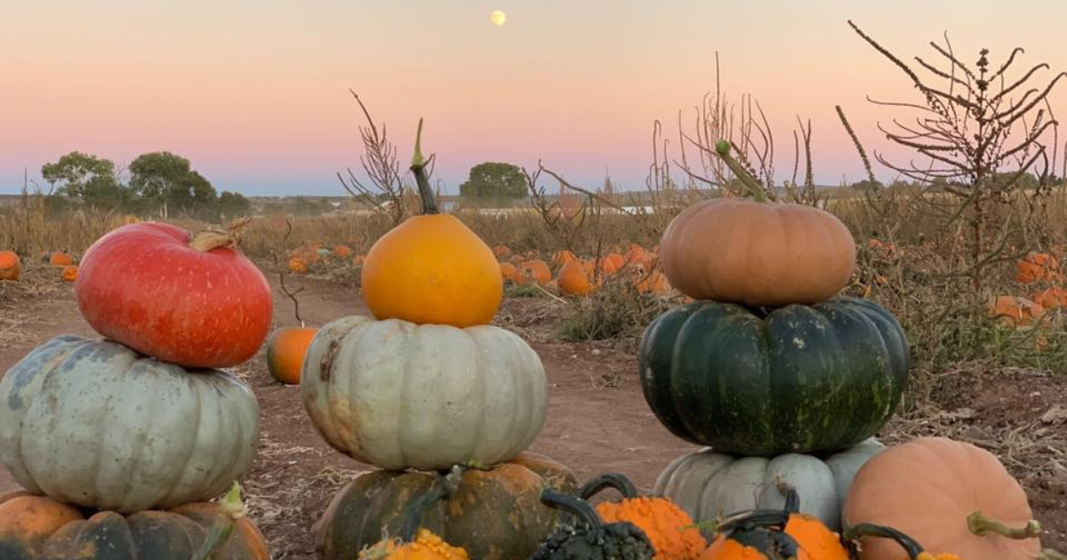 You Simply Cannot Miss This Iconic Fall Festival in Arizona