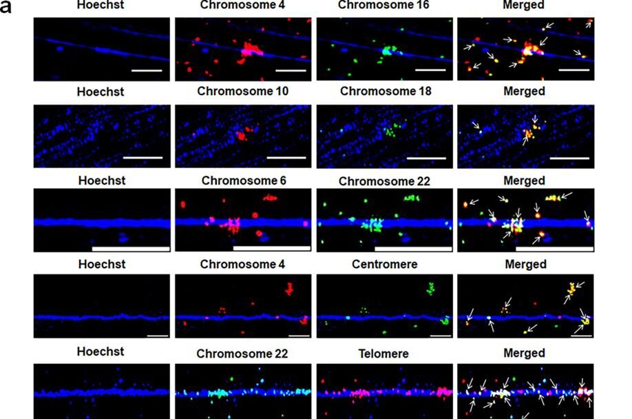 Uptake of DNA fragments from dying cells could redefine mammalian ...