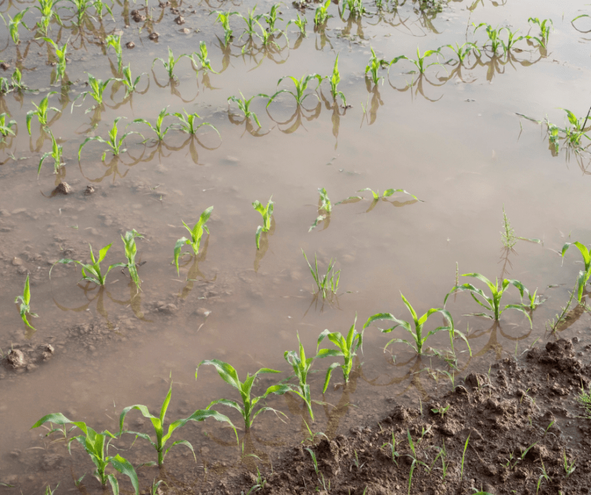 USDA designates 25 Alabama counties as primary natural disaster areas
