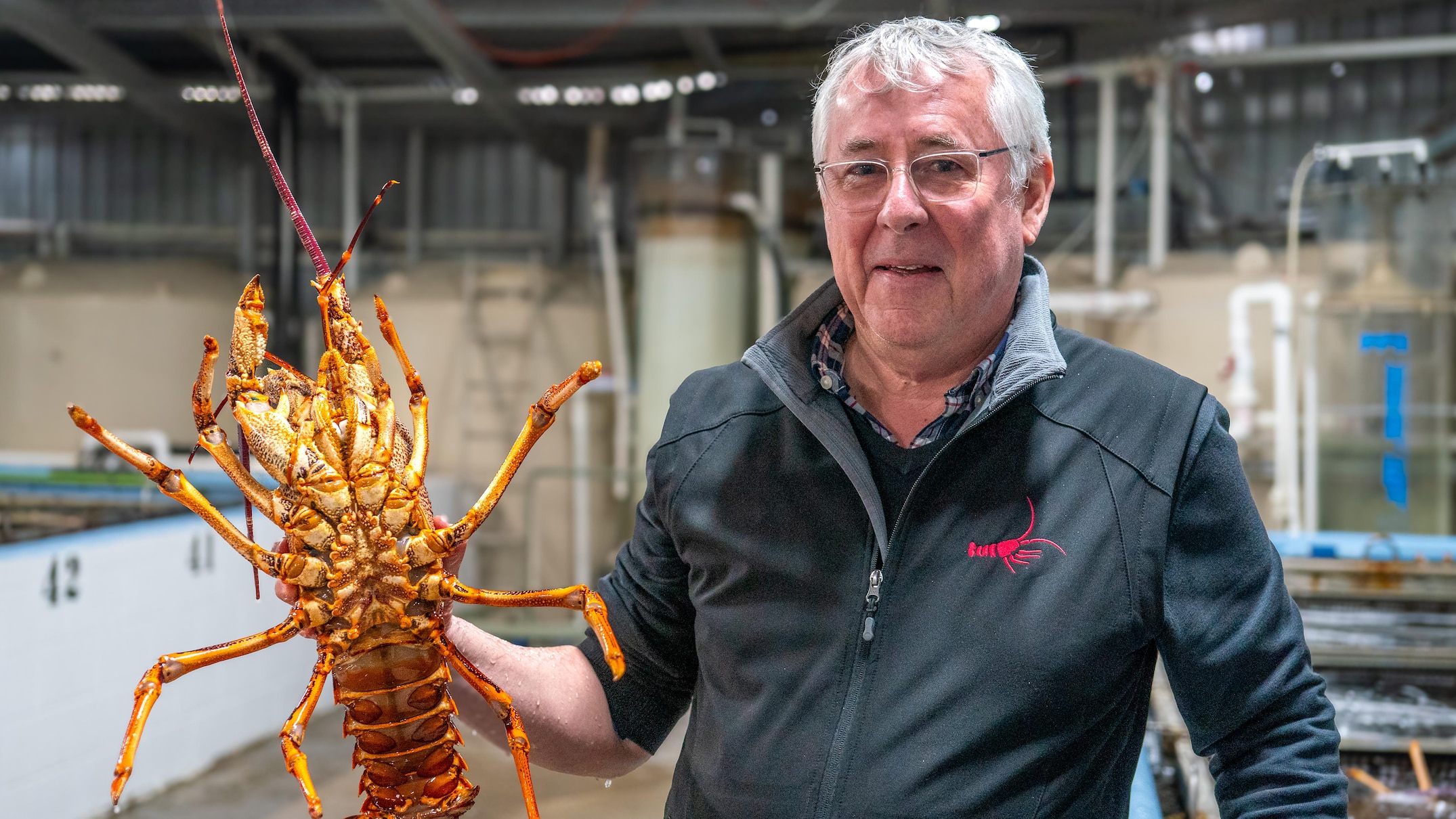 Southern rock lobster prices finally bounce back amid demand from China