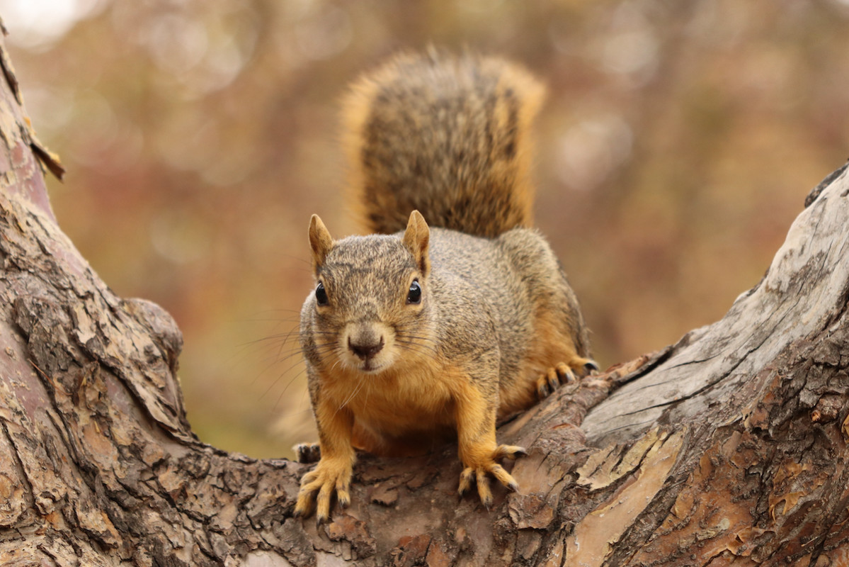Bizarre Squirrel Attacks in SF Bay Area Town Have Already Sent 2 People ...