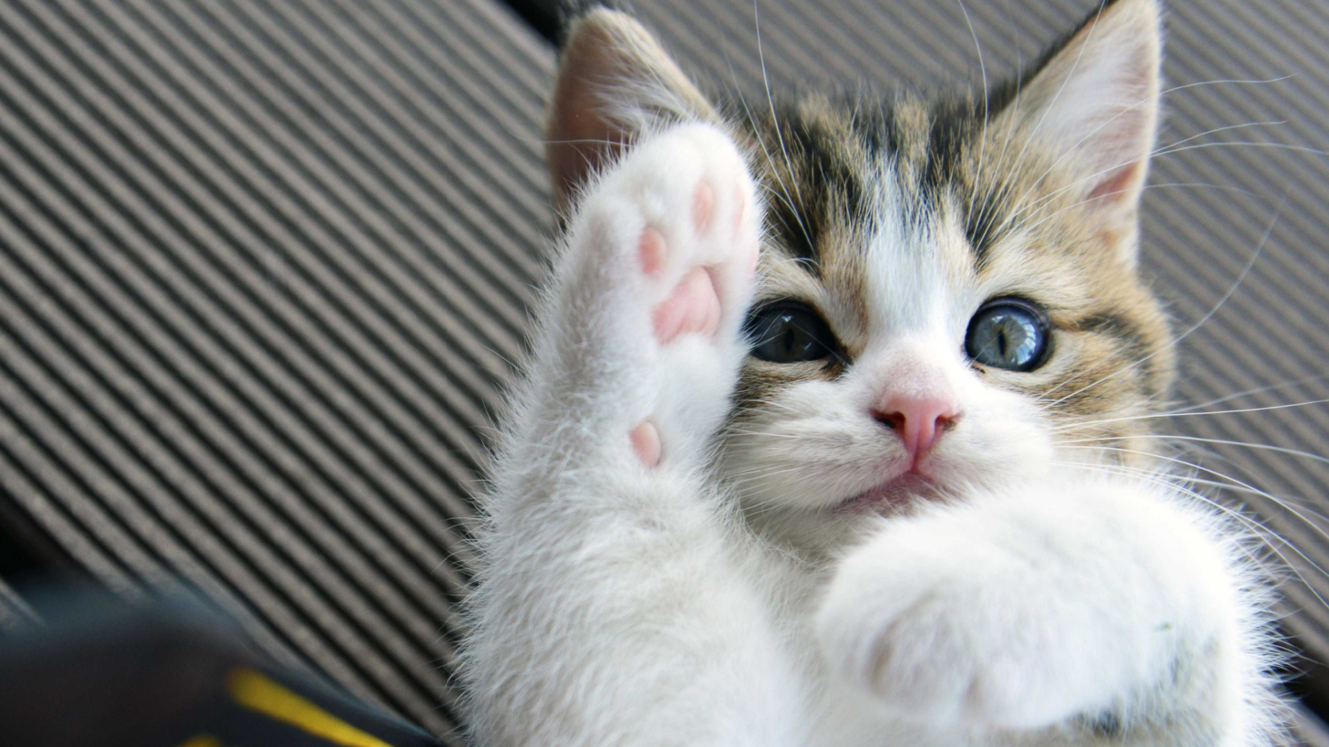 9 Things You Should Know Before Adopting A Cat