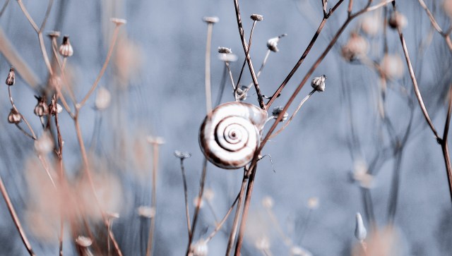Researchers make key breakthrough in fight against 'super snail' that ...