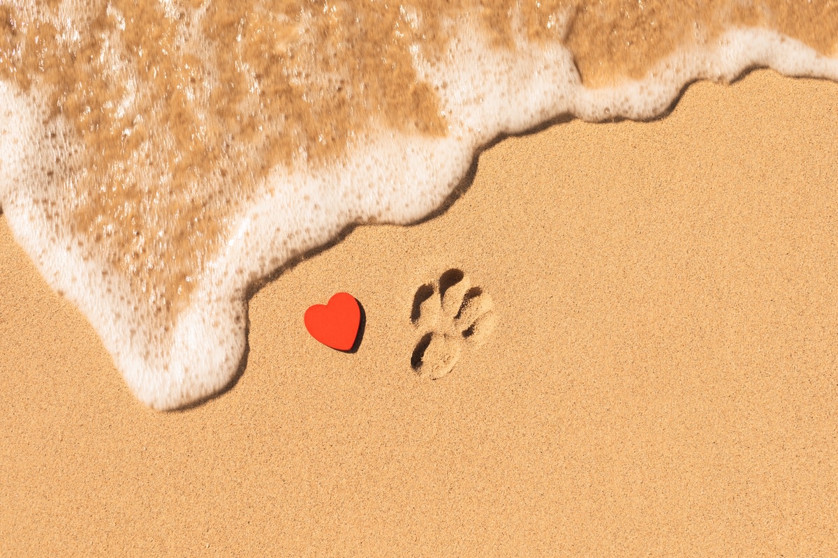This DIY Paw Print Project Lets You Create Pet Art You’ll Treasure Forever