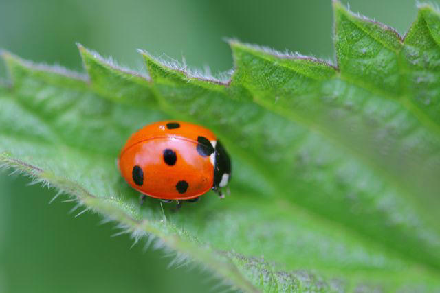 How To Keep Lady Bugs Out Of Your House