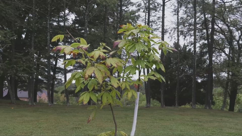 Tree with ties to Anne Frank planted at Westmoreland County university