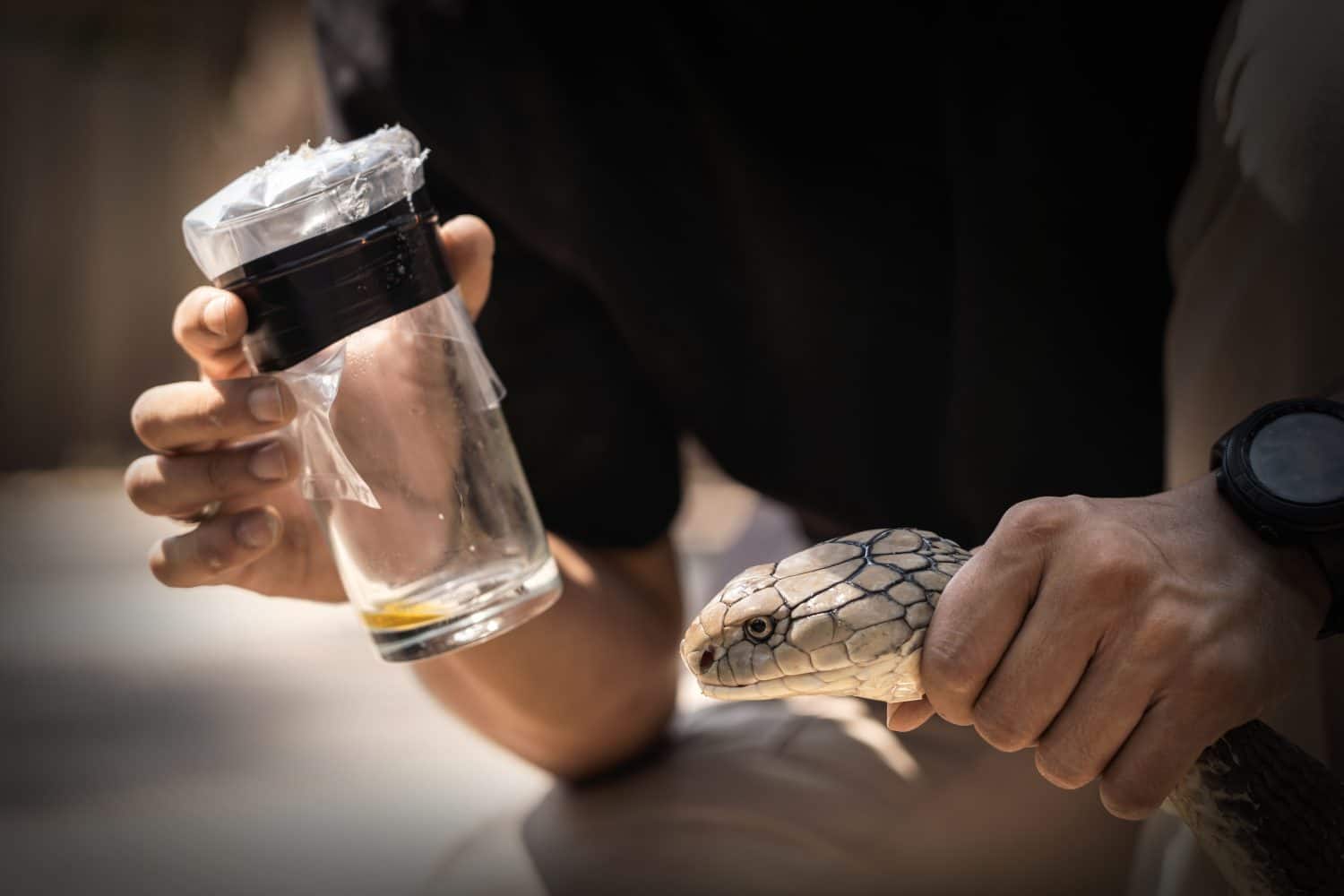 What Is Milking Snakes for Venom Really Like?