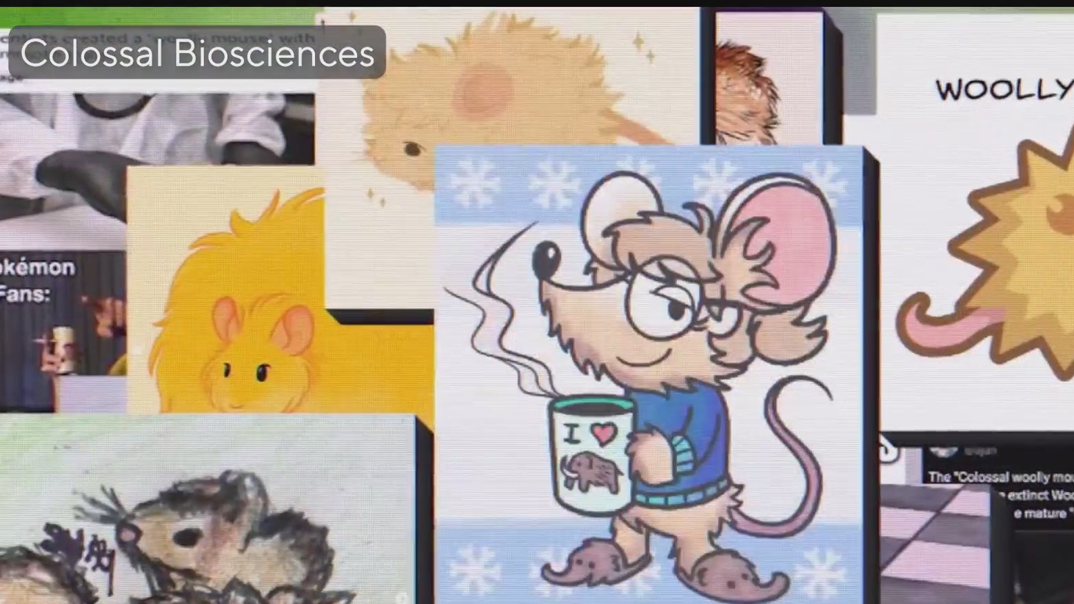 Back from extinction: Dallas lab revives woolly mice in mammoth-sized ...