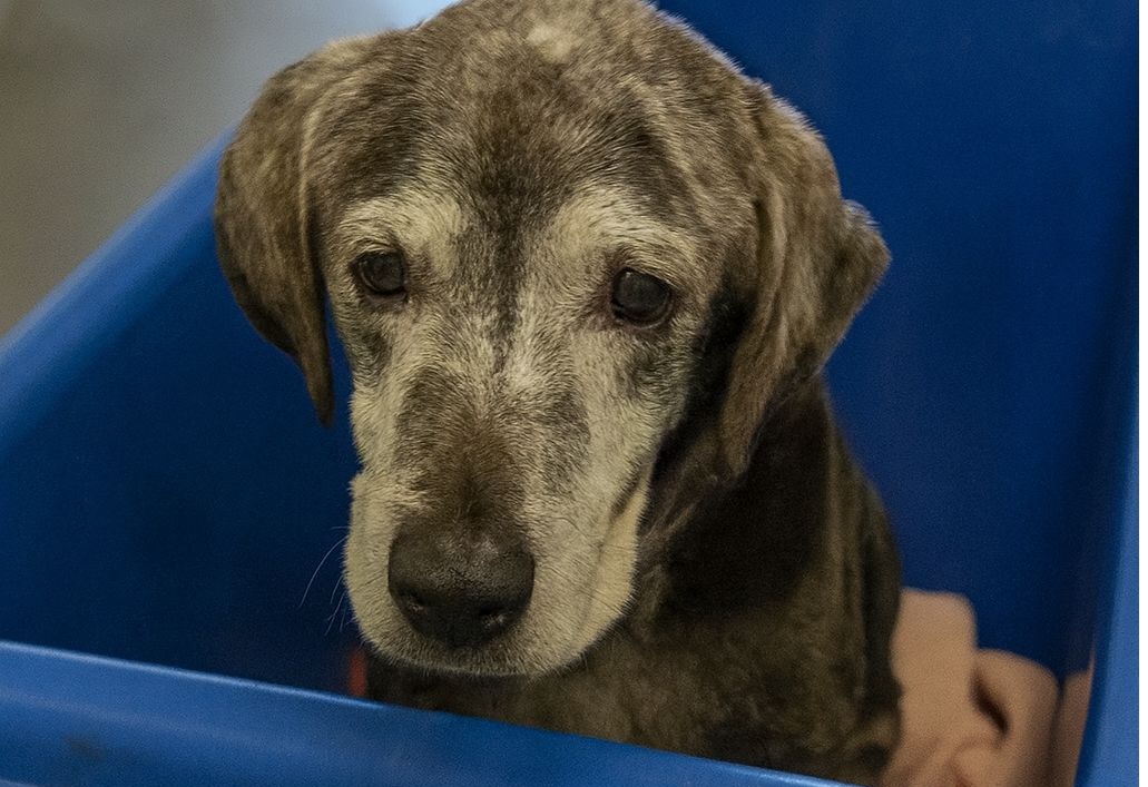 Annie, la cagnolina “troppo vecchia” che ha riscritto il suo destino ...