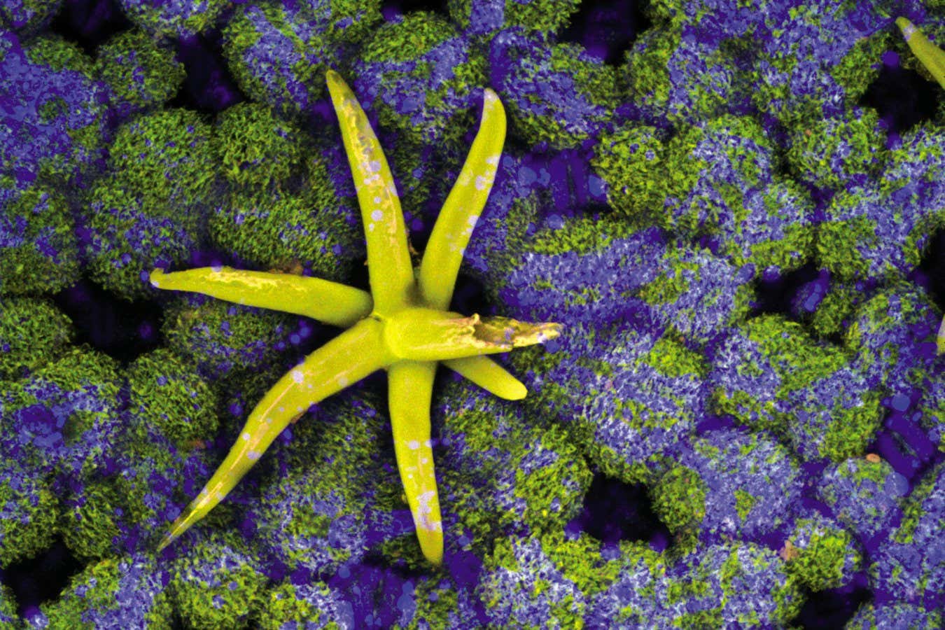 Amazing images expose inner world of mind-blowing plants and fungi