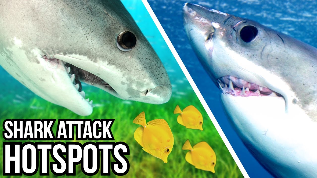 5 Deadliest Shark Attack Sites Revealed - Shark Attack Hotspots