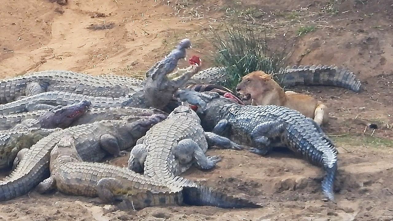 Leoni contro coccodrilli! Predatori si contendono la preda
