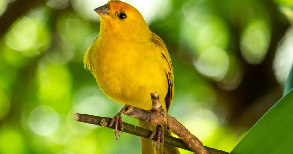 Canari : caractéristiques, soins et conseils