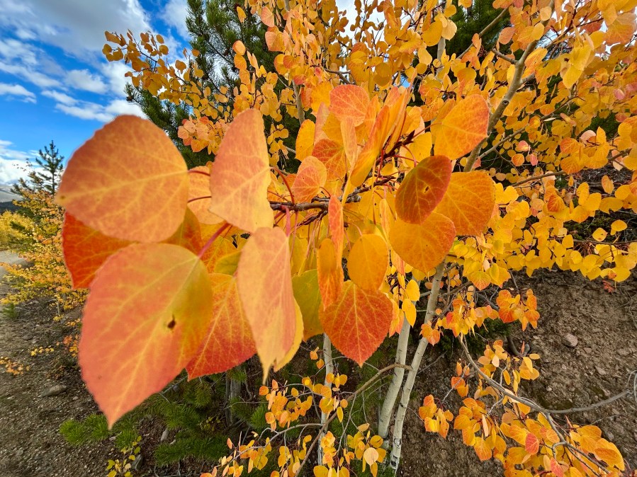Colorado aspen trees ablaze with color