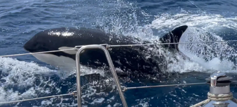Killer Whales Attack Boat Off The Coast of Portugal (Video)