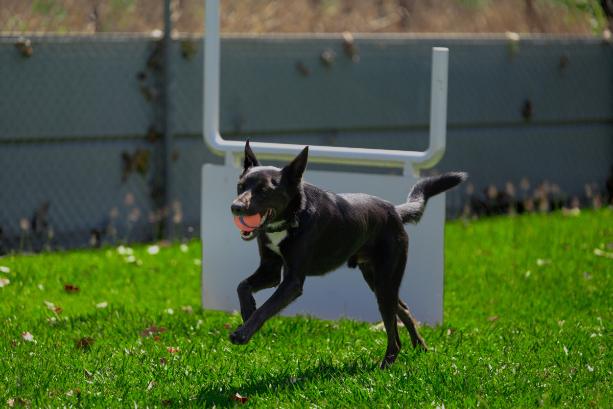 From pound puppy to army bomb detection dog